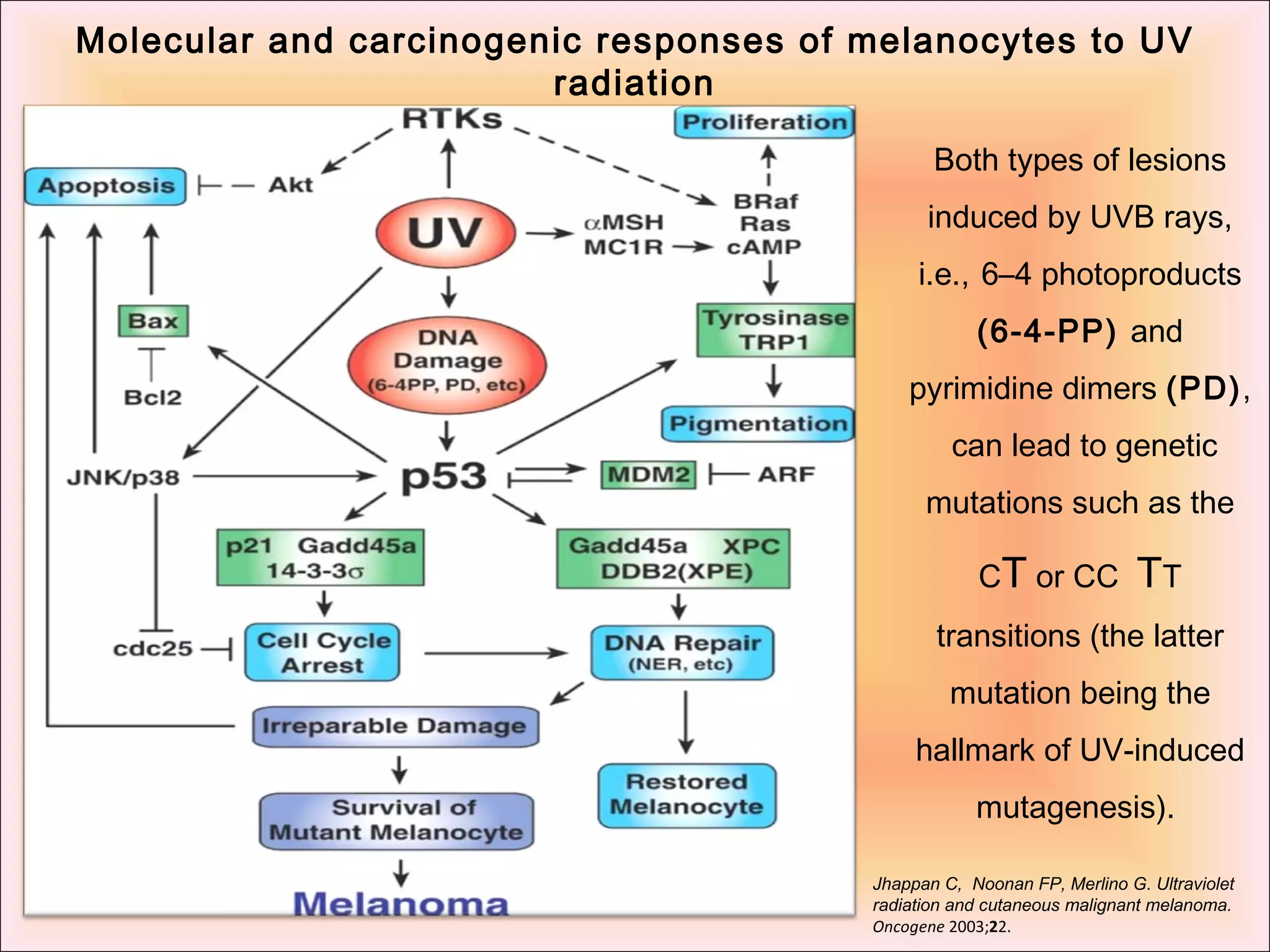 Melanoma epidemiology, etiopathogenesis and prevention - Professor ...