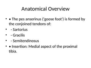 Pes_Anserine1_Bursitis_Presentation.pptx