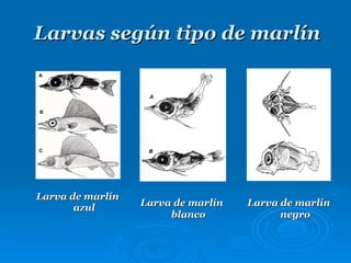 Pesca Del MarlìN En El Salvador | PPT