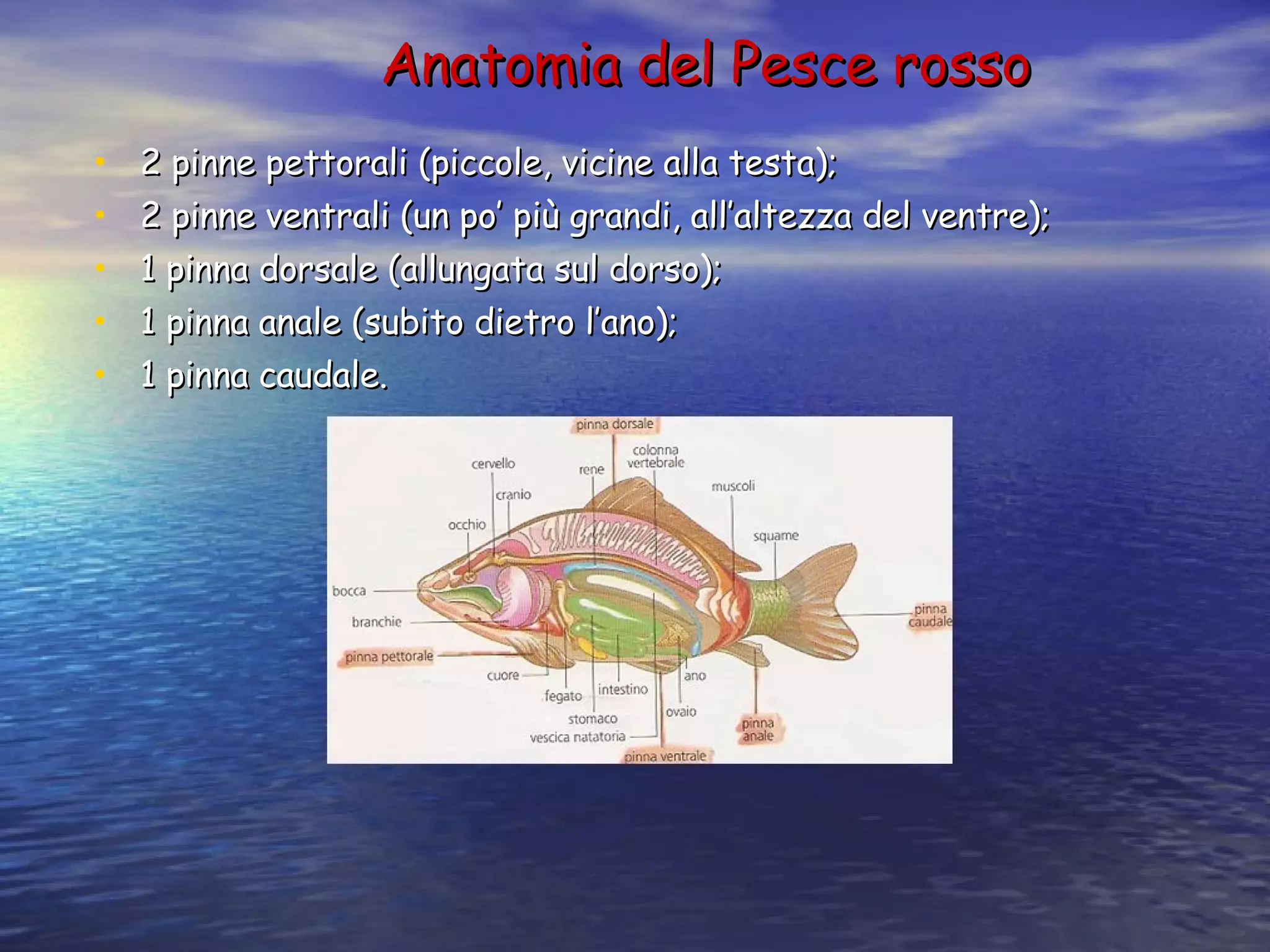 Pesce Rosso | PPT