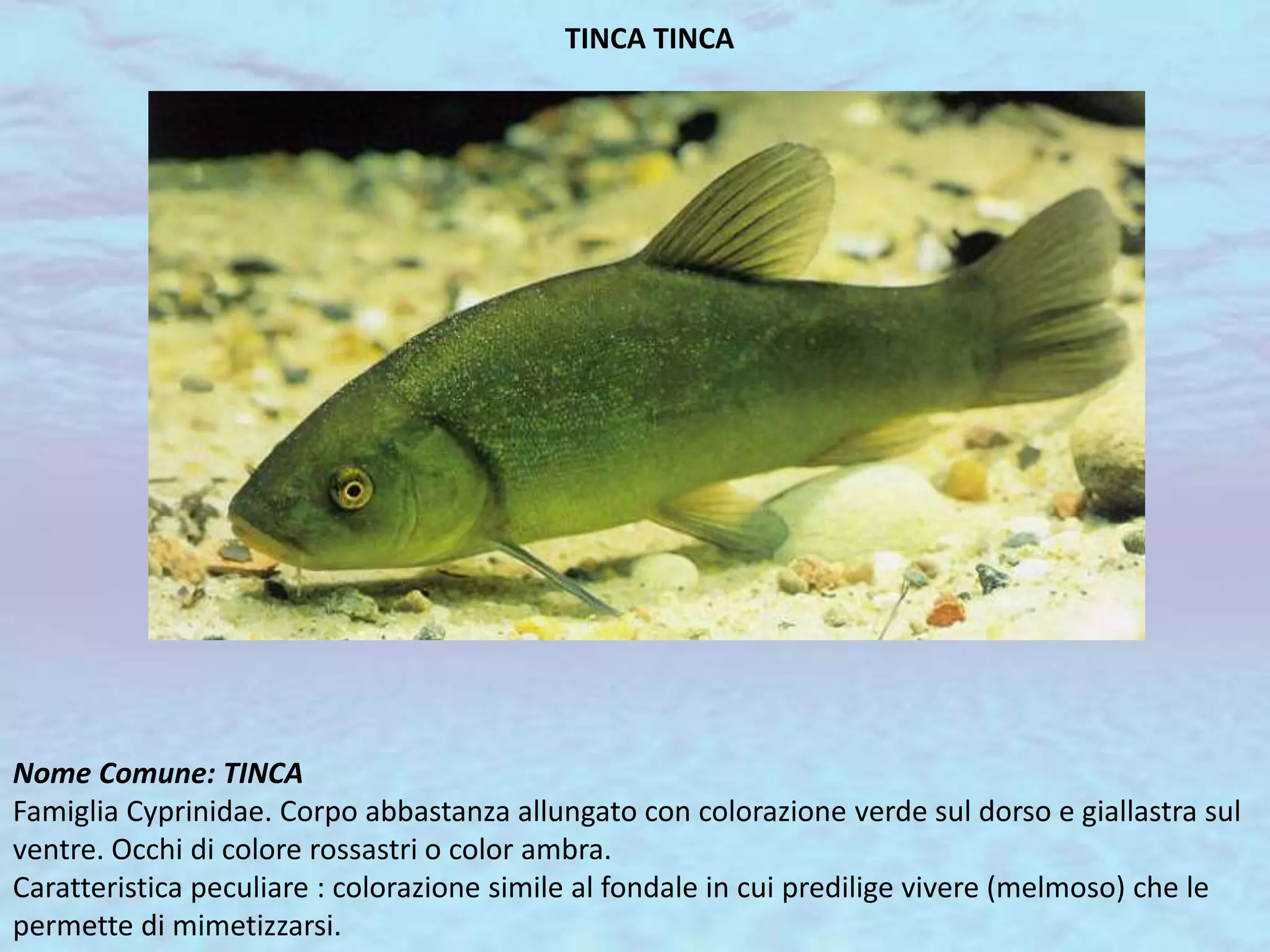 Pesci del Trasimeno - SOS Sciences | PPTX