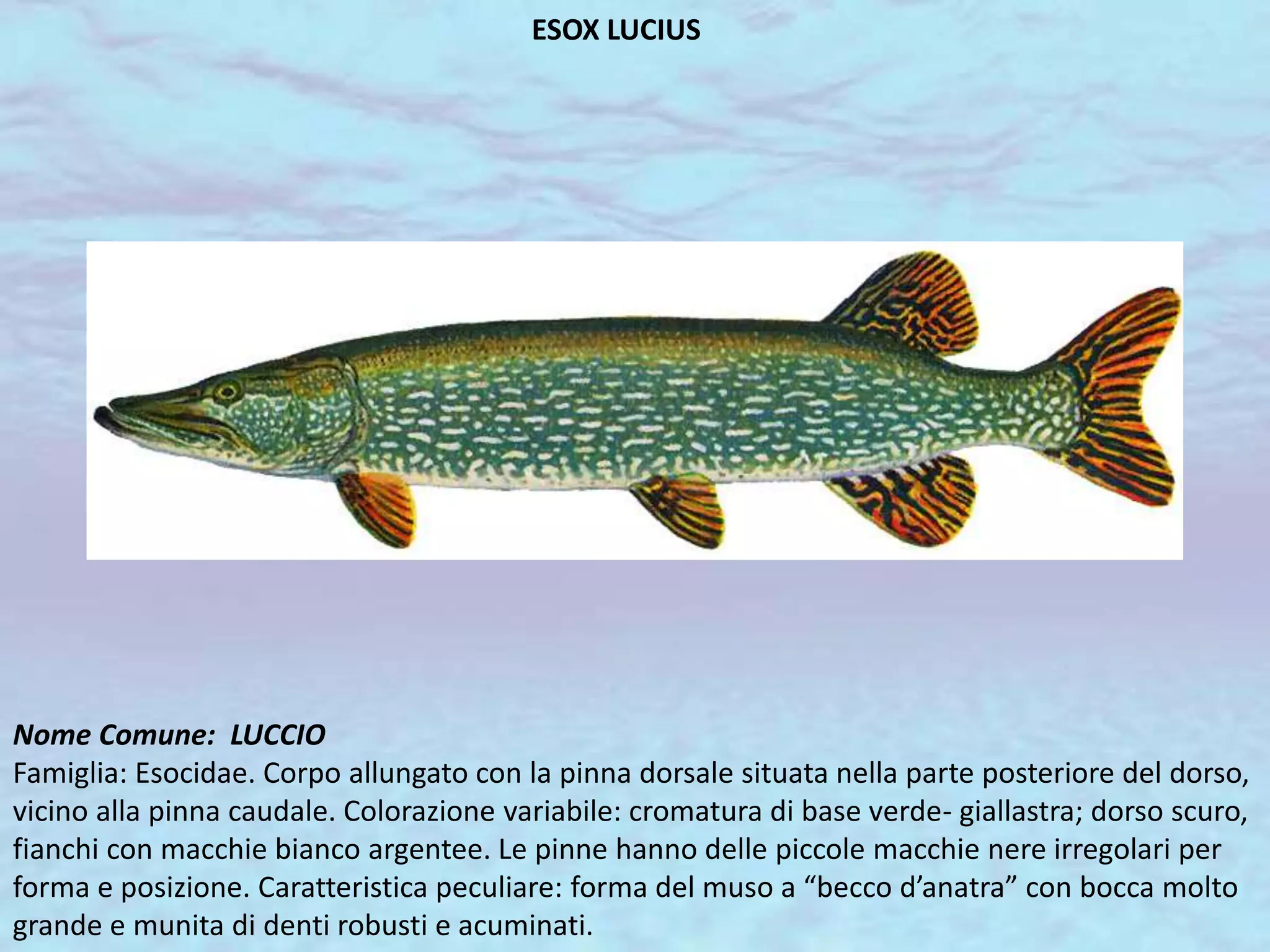 Pesci del Trasimeno - SOS Sciences | PPTX