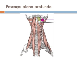 aula de anatomia 1 Pescoço-músculos.pptx