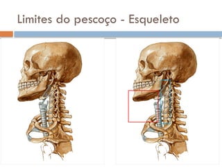 aula de anatomia 1 Pescoço-músculos.pptx