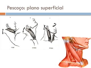 aula de anatomia 1 Pescoço-músculos.pptx