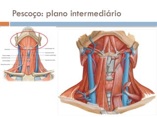 aula de anatomia 1 Pescoço-músculos.pptx