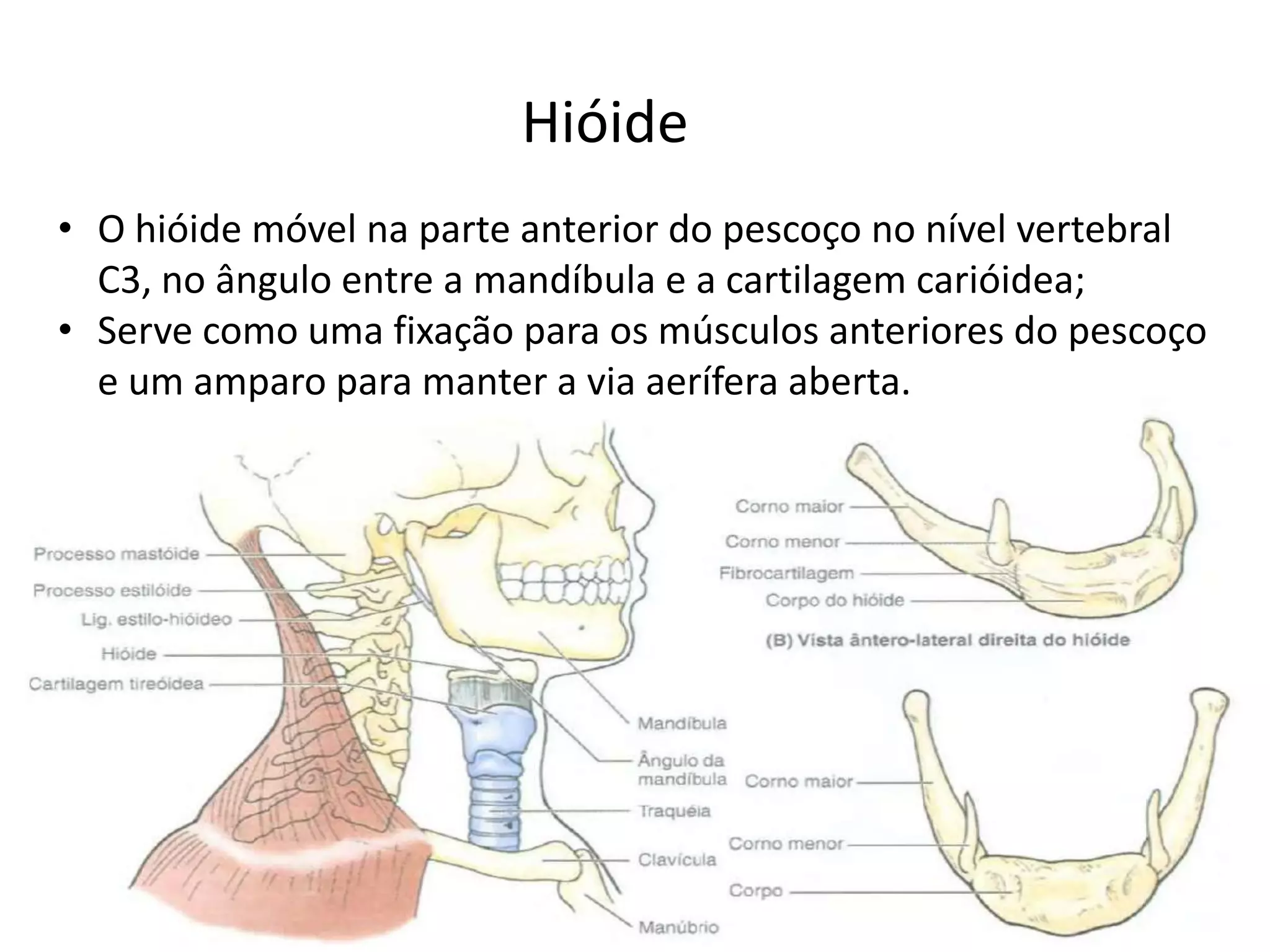 Pescoço - anatomia - o que um médico generalista precisa saber de ...