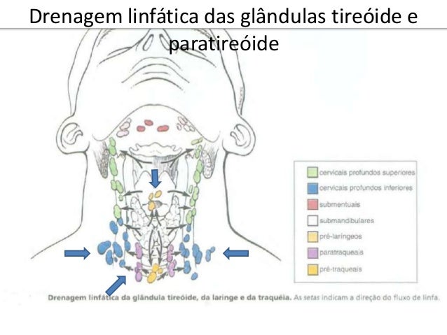 Pescoço - anatomia - o que um médico generalista precisa saber de ana…