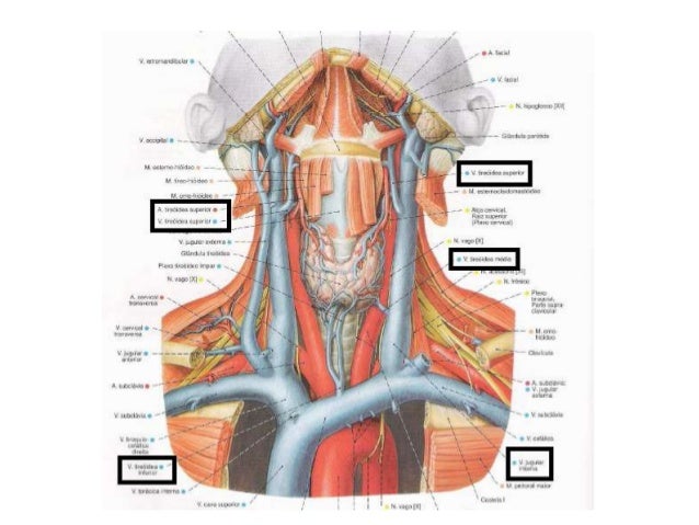 Pescoço - anatomia - o que um médico generalista precisa saber de ana…
