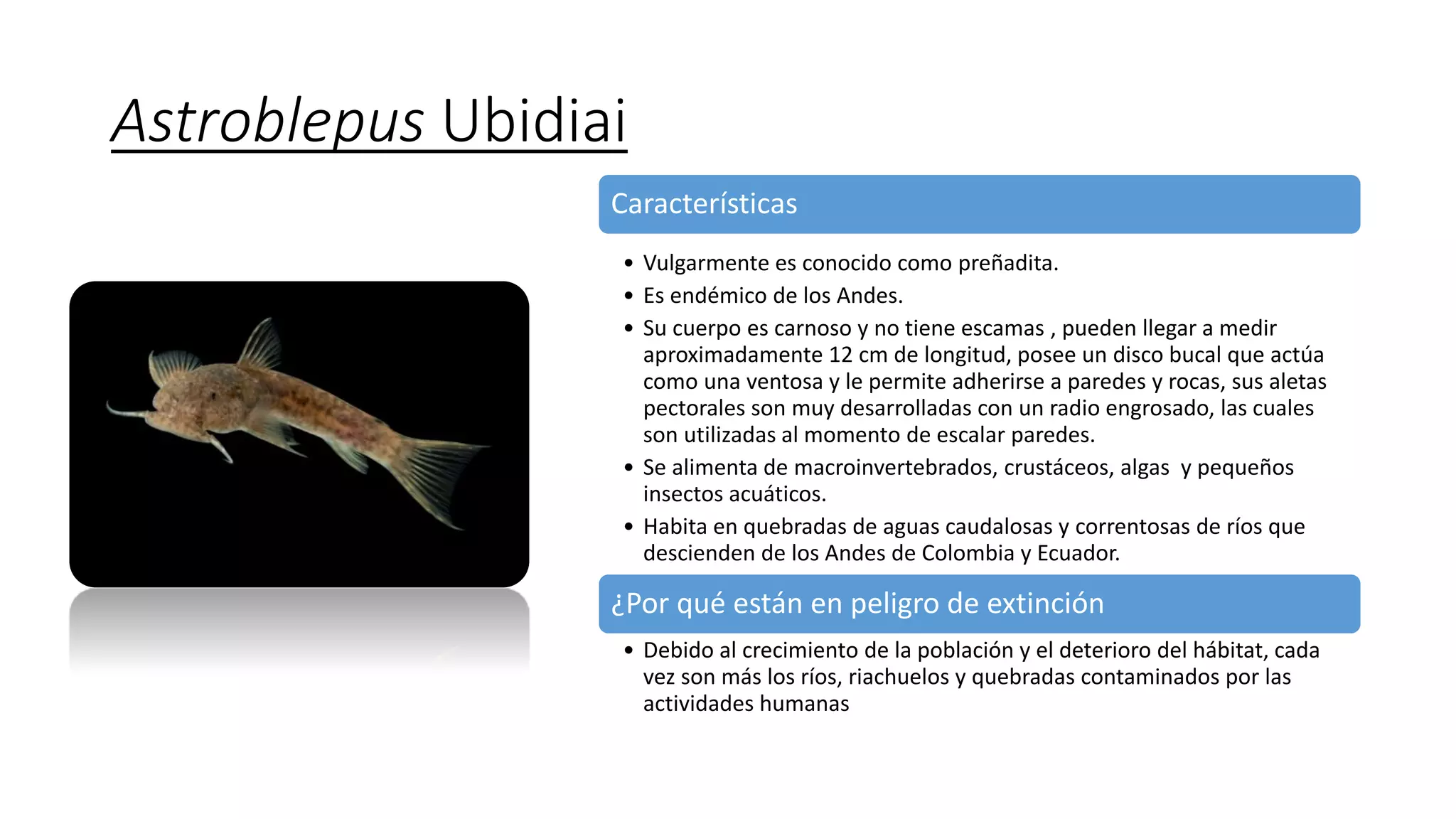 Peses en peligro | PPTX | Fish and Aquariums | Pets