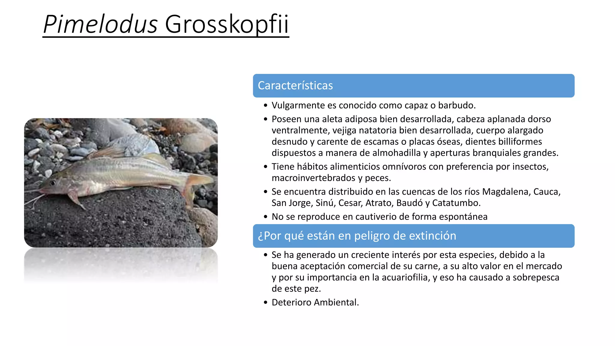 Peses en peligro | PPT