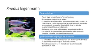 Peses en peligro | PPTX