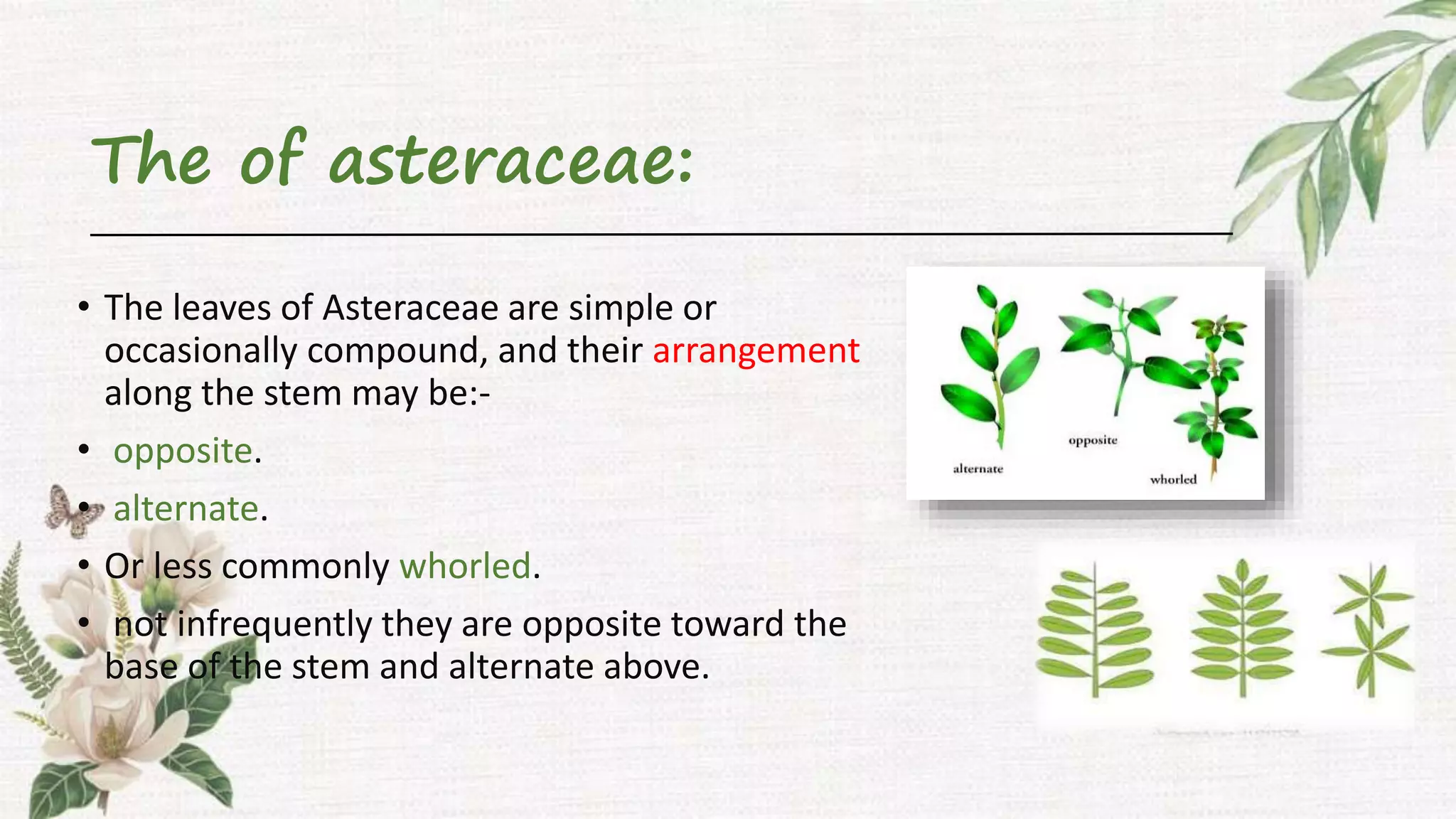 asteraceae or compositae family some slide by: Peshawa Barwary | PPT