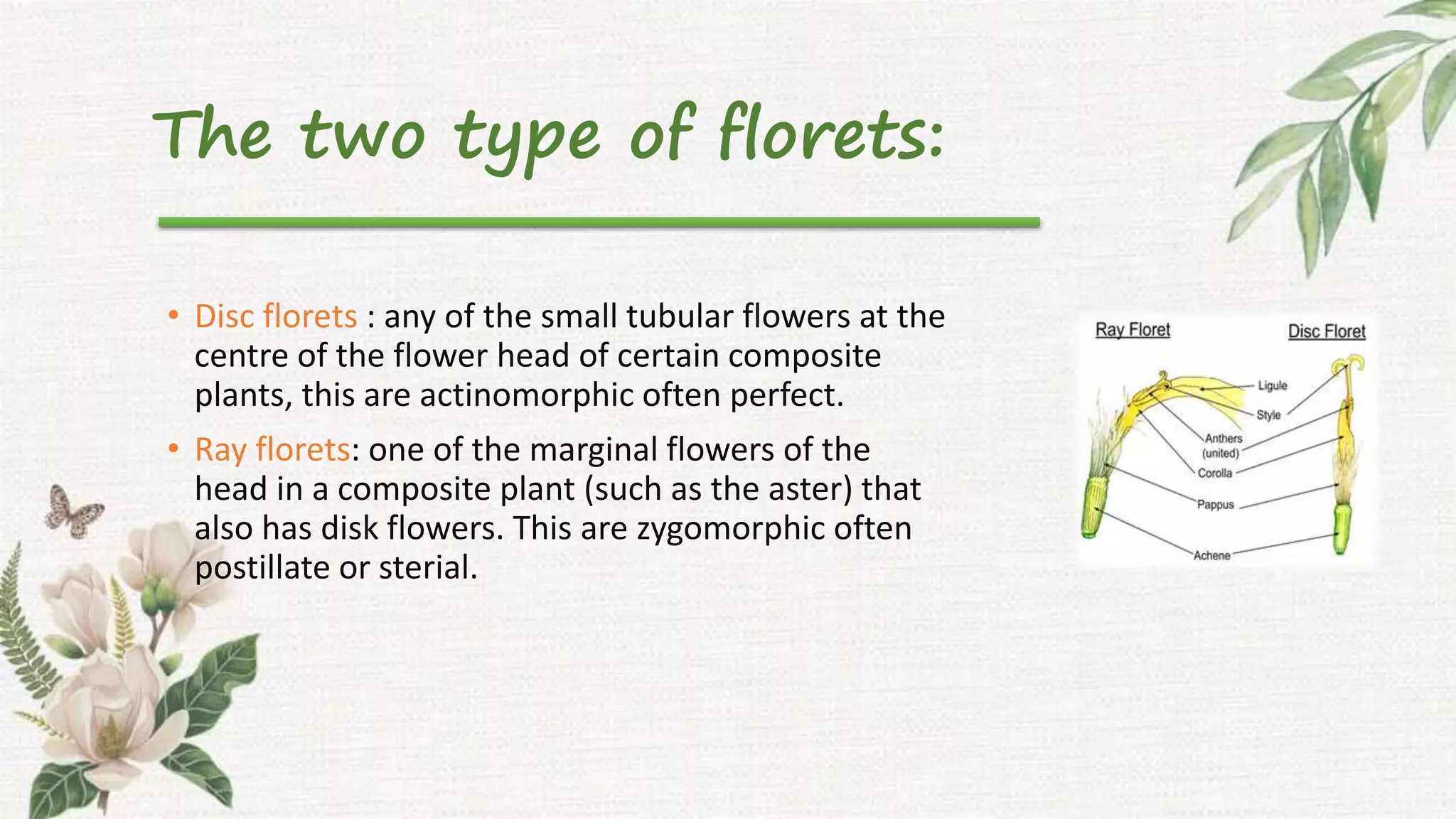asteraceae or compositae family some slide by: Peshawa Barwary | PPT
