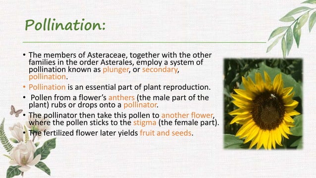 asteraceae or compositae family some slide by: Peshawa Barwary | PPT