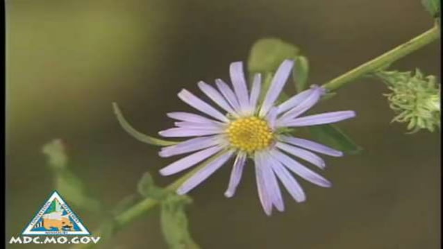 asteraceae or compositae family some slide by: Peshawa Barwary | PPT