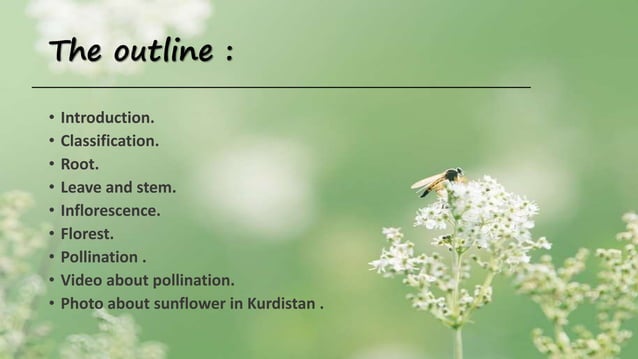 asteraceae or compositae family some slide by: Peshawa Barwary | PPT