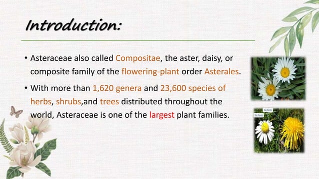 asteraceae or compositae family some slide by: Peshawa Barwary | PPT