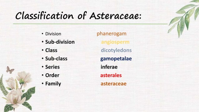 asteraceae or compositae family some slide by: Peshawa Barwary | PPT