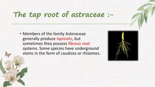 asteraceae or compositae family some slide by: Peshawa Barwary | PPTX