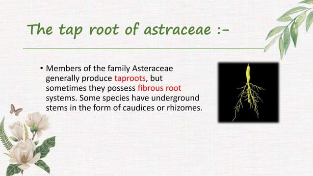 asteraceae or compositae family some slide by: Peshawa Barwary | PPT