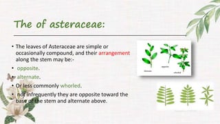 asteraceae or compositae family some slide by: Peshawa Barwary | PPTX