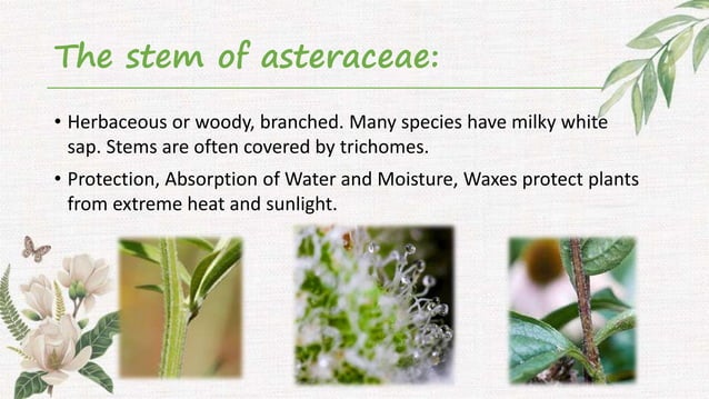 asteraceae or compositae family some slide by: Peshawa Barwary | PPT