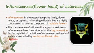 asteraceae or compositae family some slide by: Peshawa Barwary | PPTX