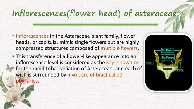 asteraceae or compositae family some slide by: Peshawa Barwary | PPT