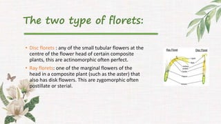 asteraceae or compositae family some slide by: Peshawa Barwary | PPTX