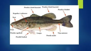 Peshqit D.Bushaj | PPTX