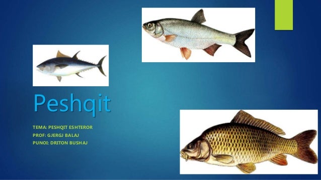 Peshqit D.Bushaj