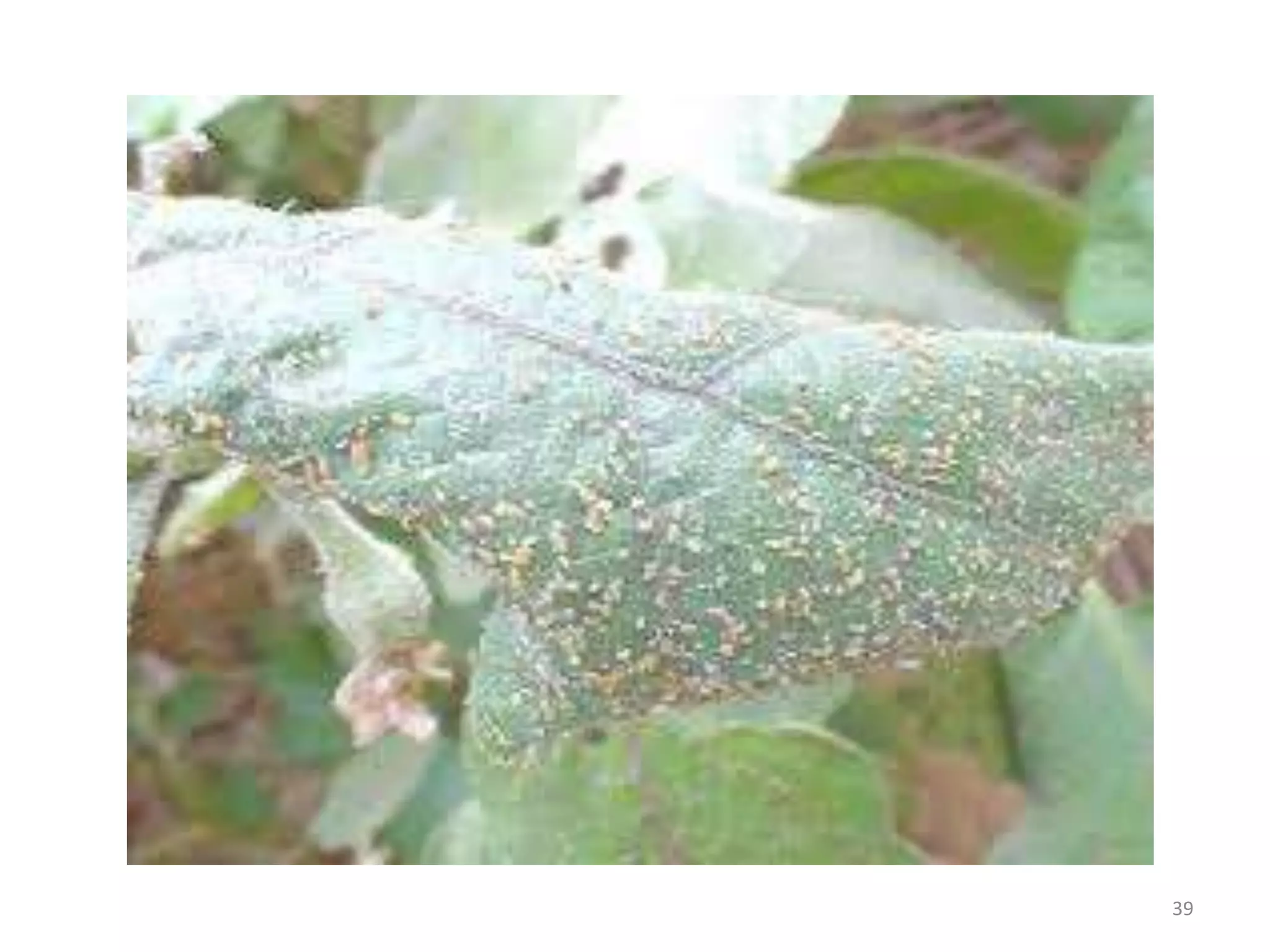 Insect pests of Brinjal plant - 2015/02/20 | PPTX