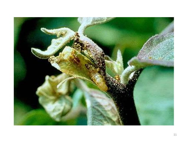 Insect pests of Brinjal plant - 2015/02/20 | PPTX | Beekeeping ...