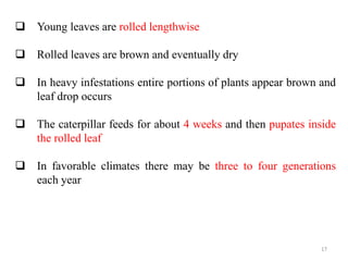 Insect pests of Brinjal plant - 2015/02/20 | PPTX