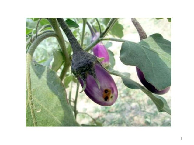 Insect pests of Brinjal plant - 2015/02/20 | PPTX | Beekeeping ...
