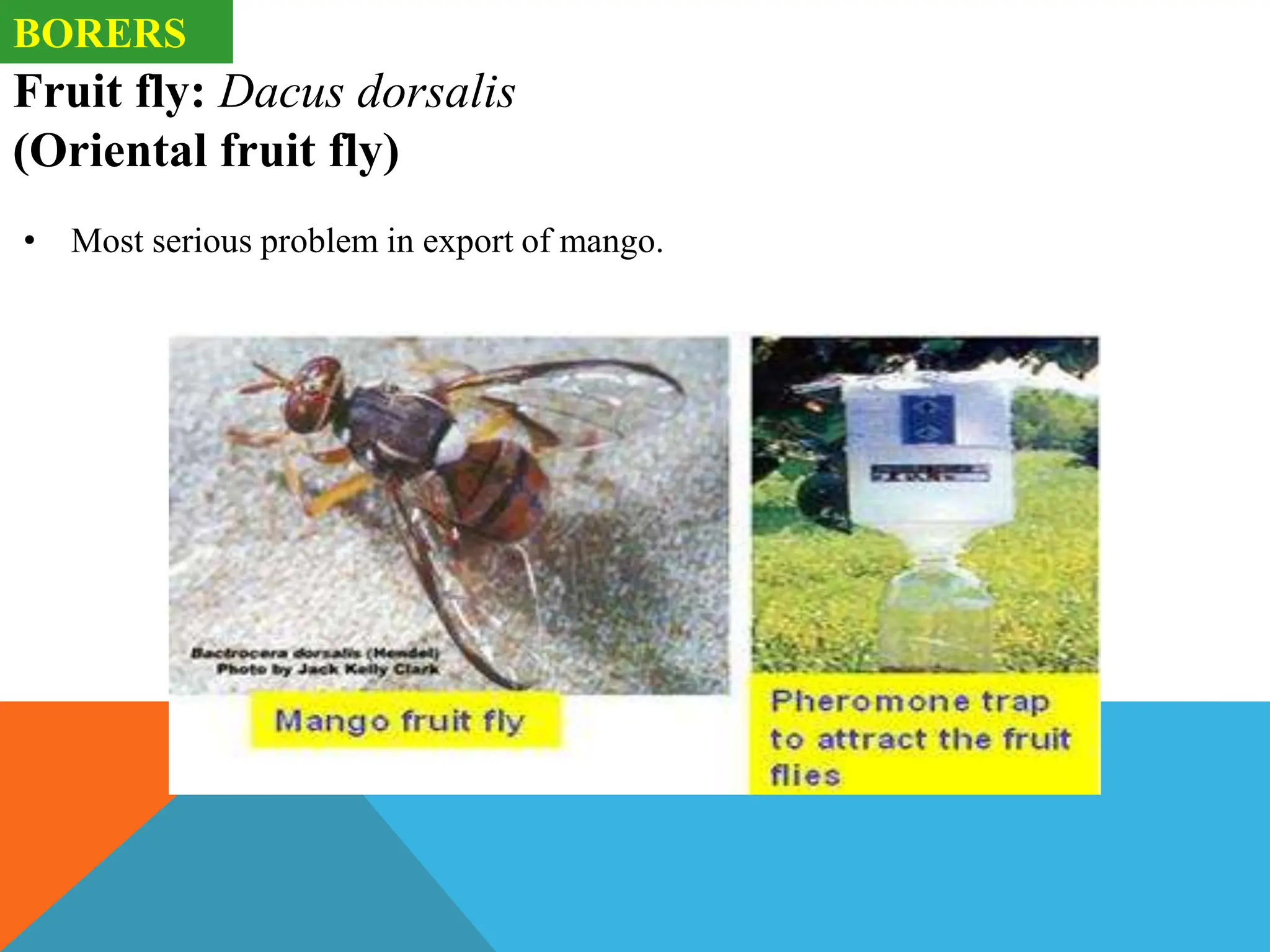 pest and disease of mango & symptoms.ppt