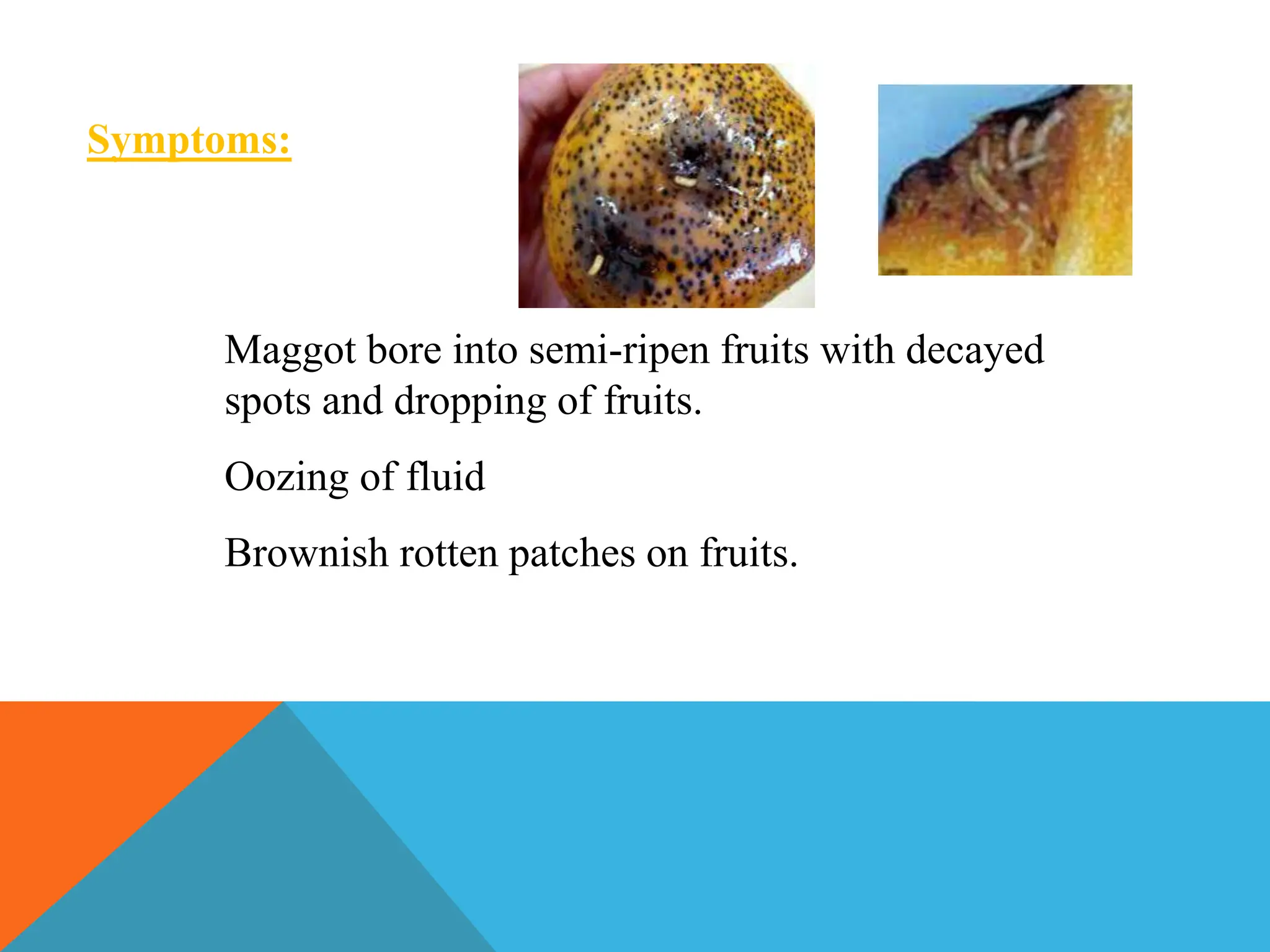 pest and disease of mango & symptoms.ppt