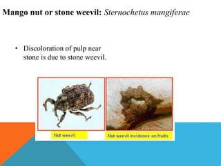 pest and disease of mango & symptoms.ppt