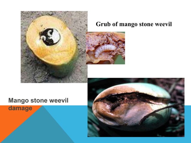 pest and disease of mango & symptoms.ppt | Beekeeping | Hobbies & Interests