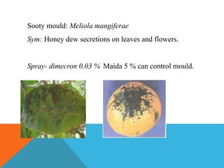 pest and disease of mango & symptoms.ppt