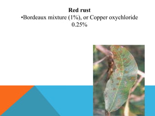pest and disease of mango & symptoms.ppt