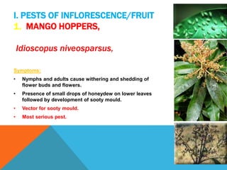 pest and disease of mango & symptoms.ppt