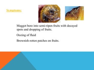 pest and disease of mango & symptoms.ppt