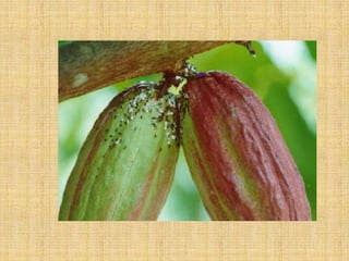 Pest and diseases of cocoa (presentation) | PPTX
