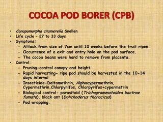 Pest and diseases of cocoa (presentation) | PPTX