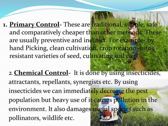 Pest and their control procedures | PPTX | Agriculture | Industries