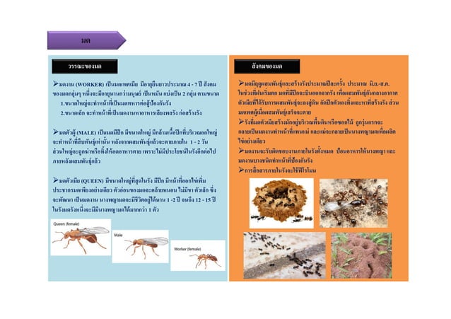 Pest control | PDF