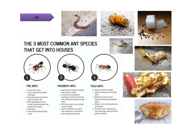 Pest control | PDF