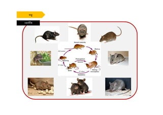 Pest control | PDF
